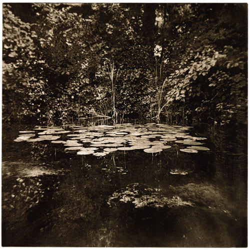Yvette Lucas: Second Nature – Studio Montclair Inc.